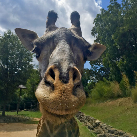 Move Upstate SC | Live & Work in Upstate South Carolina